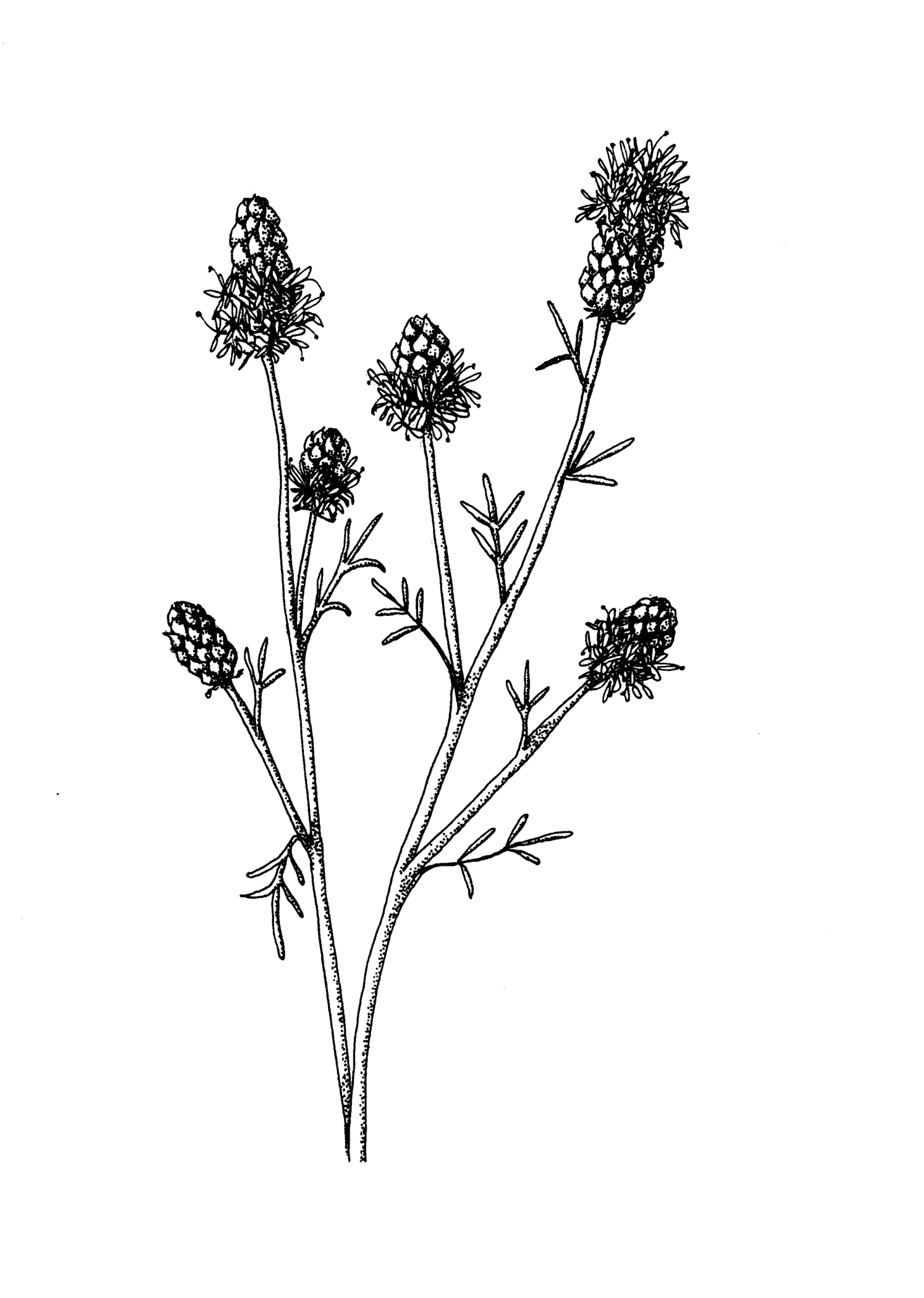 Top Plant Picks Archives - Dyck Arboretum