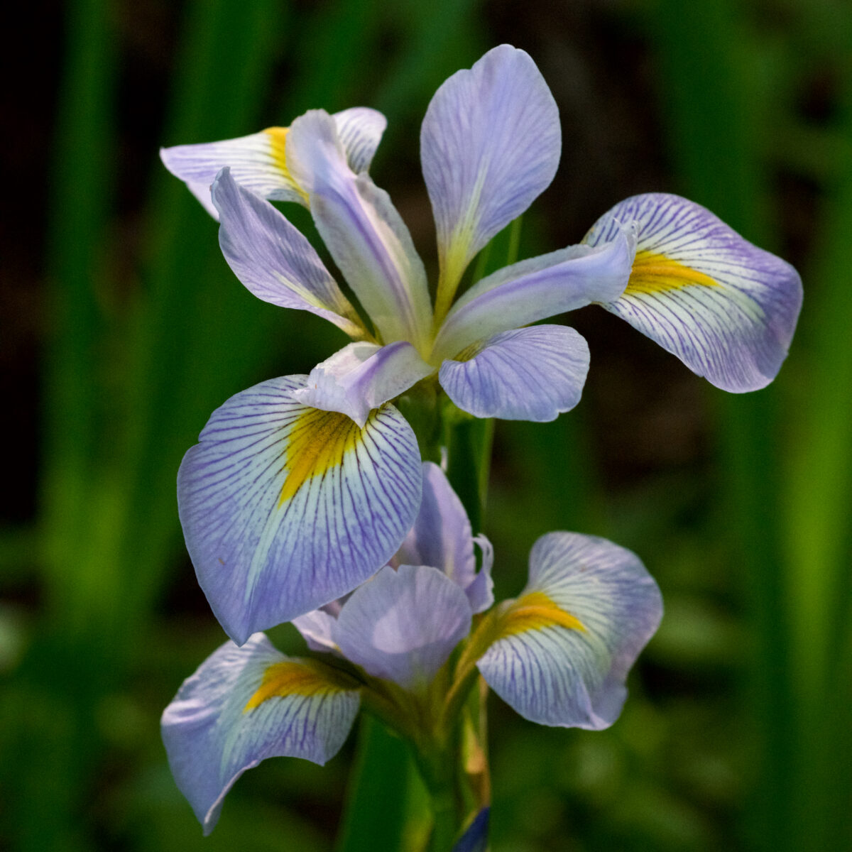 Plant Profile: Native Irises - Dyck Arboretum