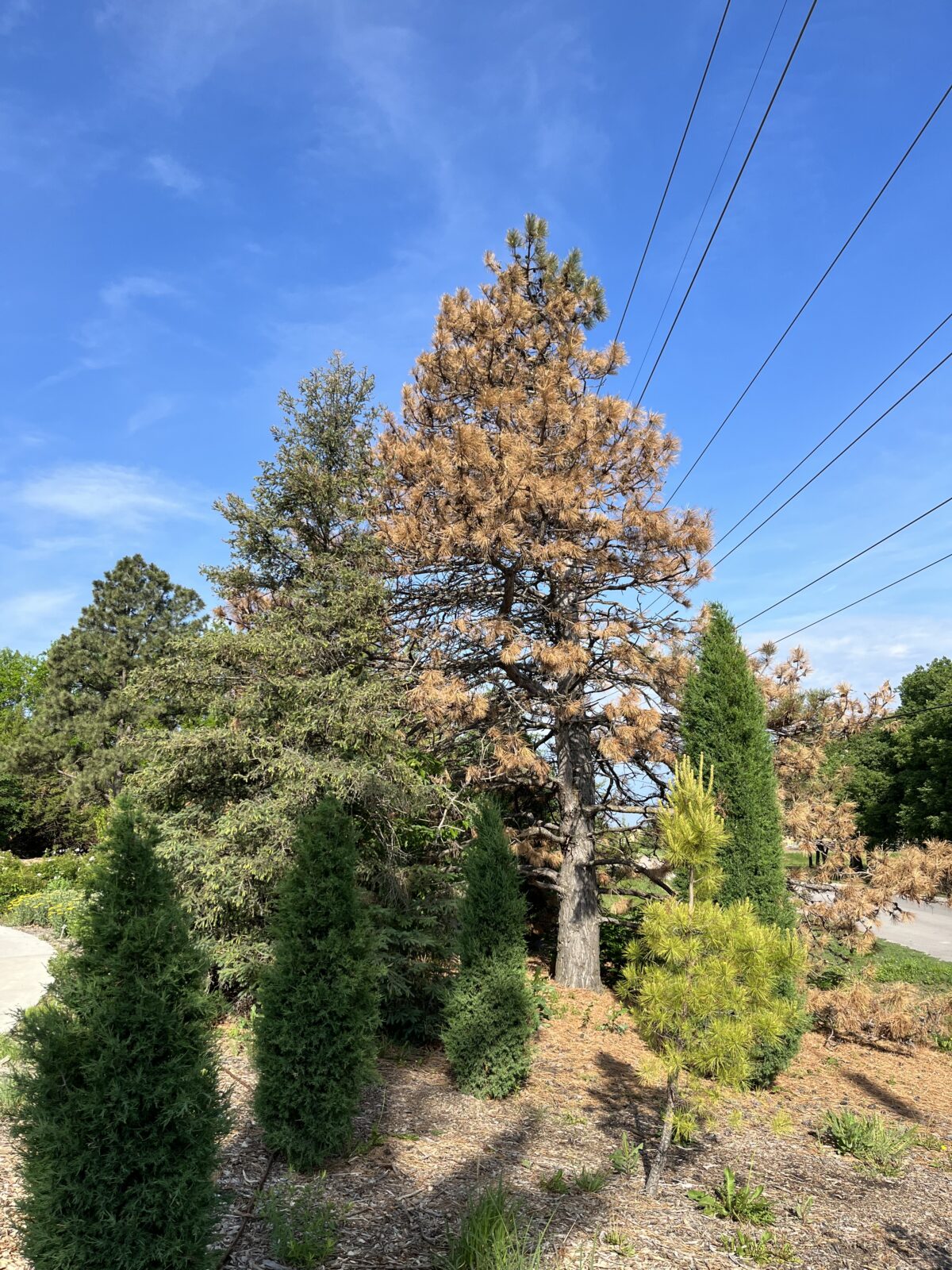 Top Plant Picks Archives - Dyck Arboretum