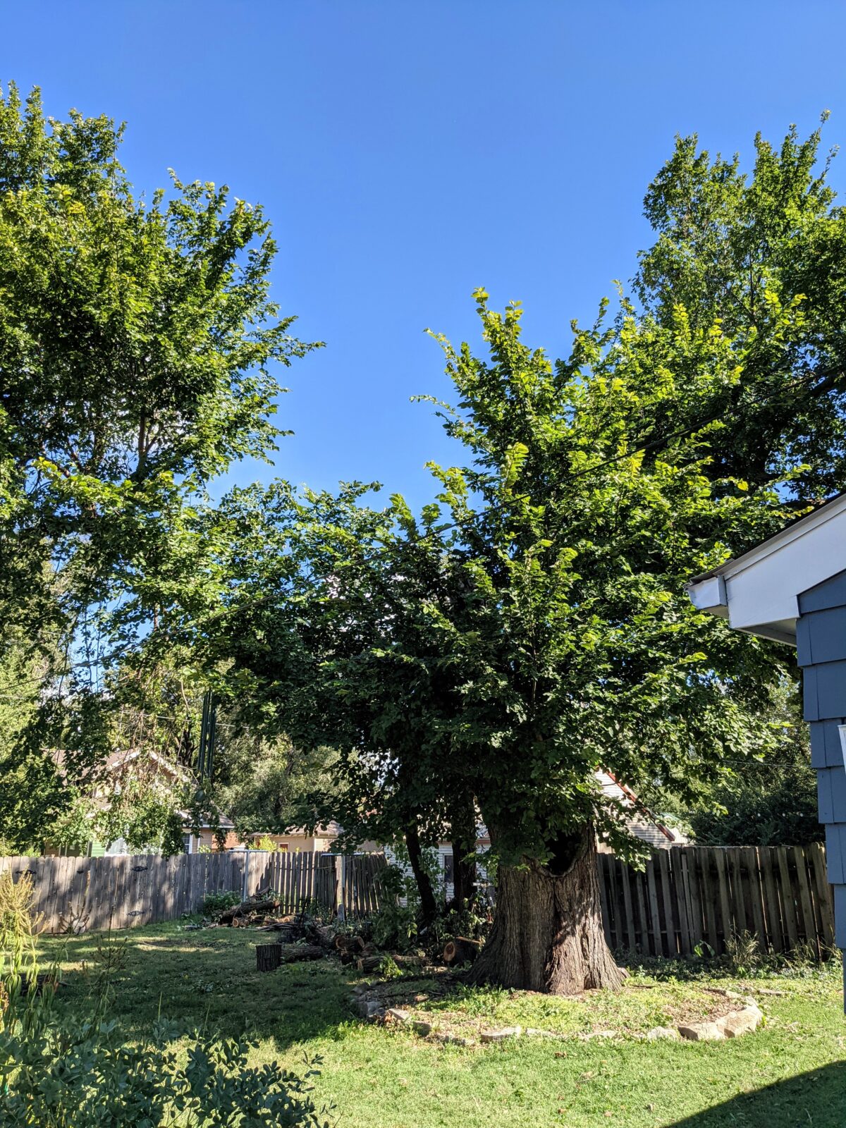 Prairie Gardening Archives - Dyck Arboretum