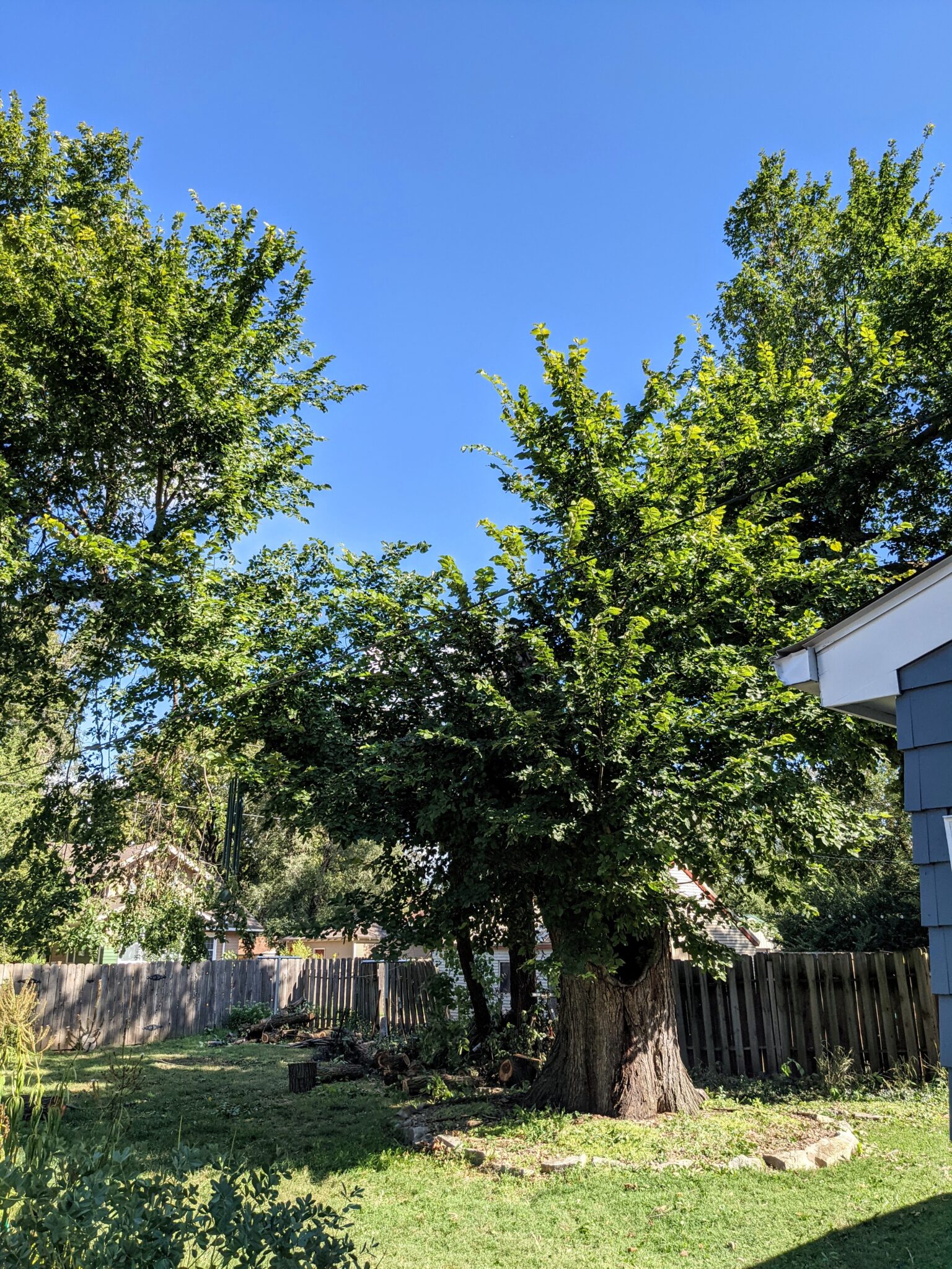 kansas native plants Archives - Dyck Arboretum