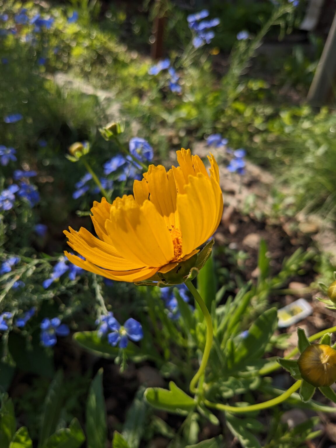 kansas native plants Archives - Dyck Arboretum