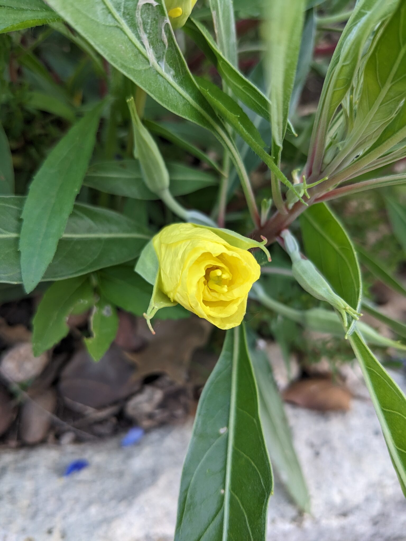 Prairie Gardening Archives - Dyck Arboretum