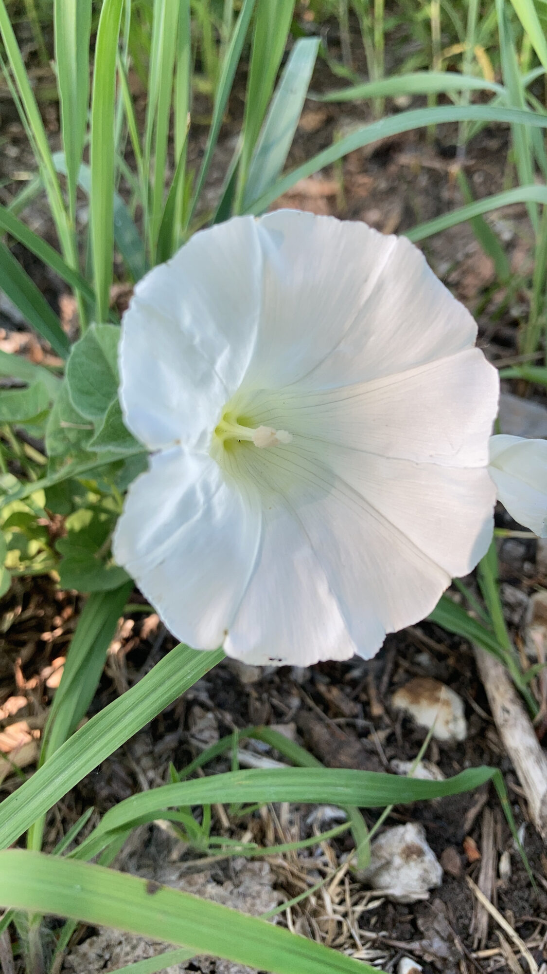 Prairie Gardening Archives - Dyck Arboretum
