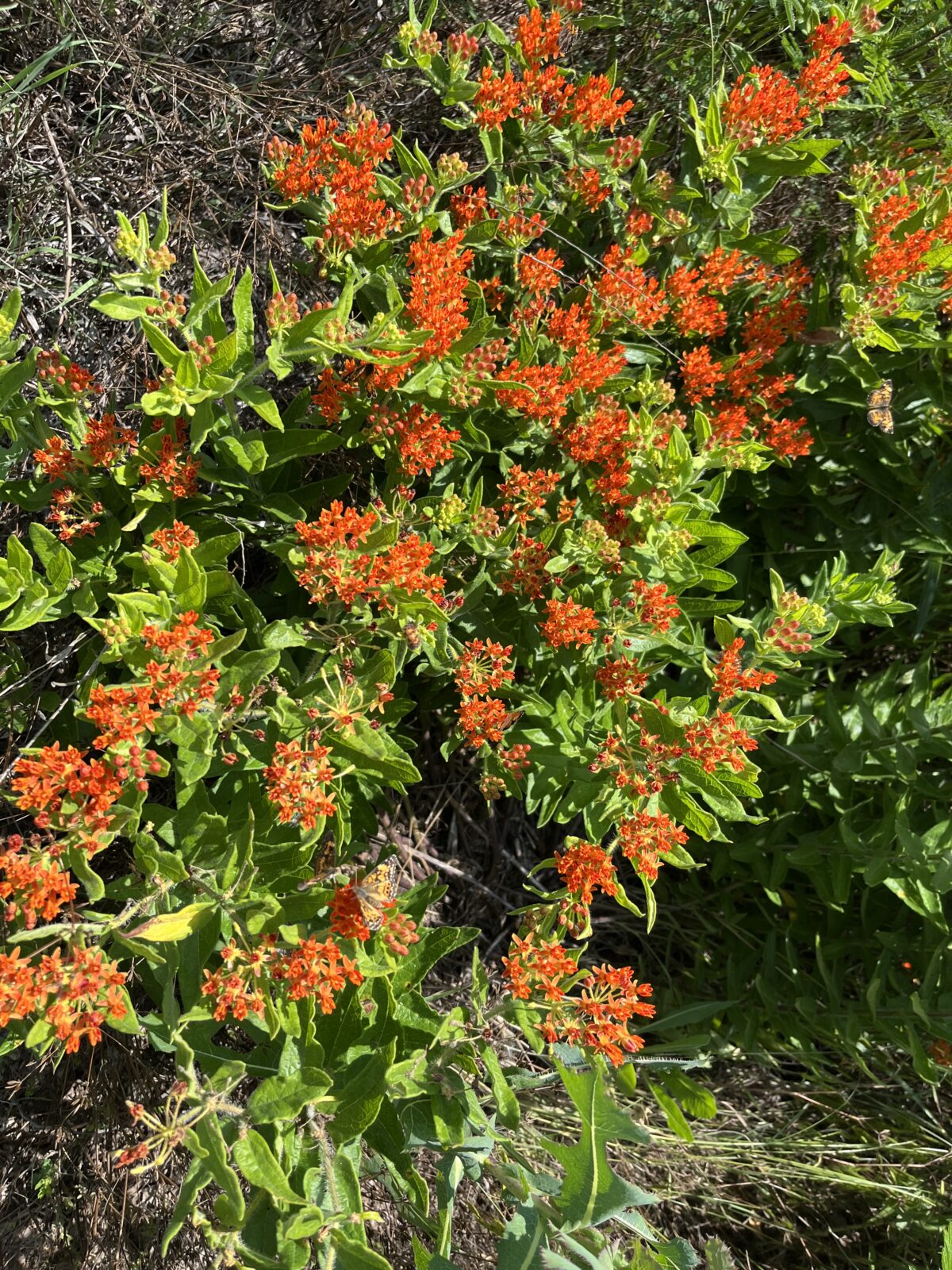 kansas native plants Archives - Dyck Arboretum