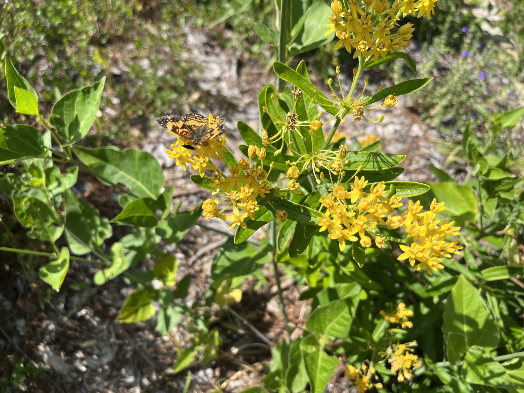 Butterfly weed: Fun Facts - Dyck Arboretum
