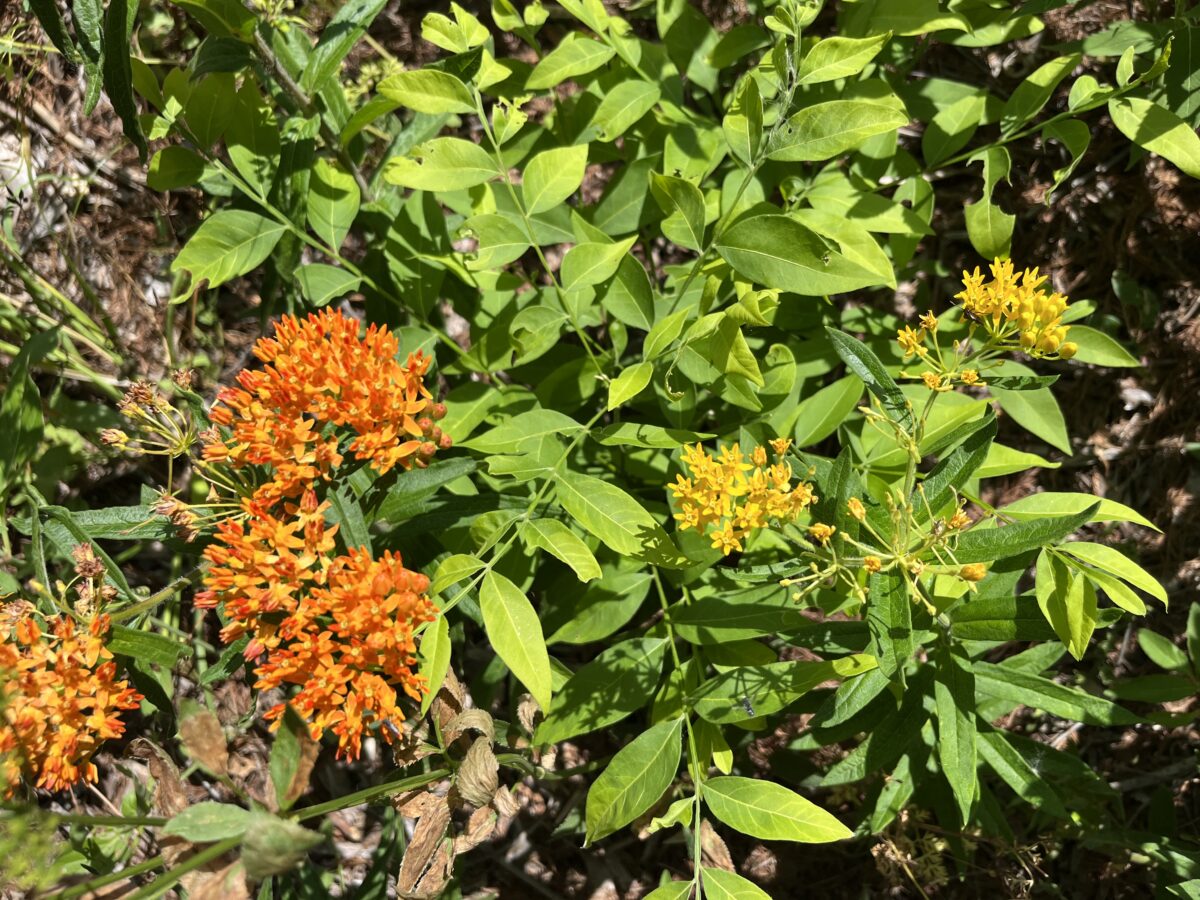 Butterfly weed: Fun Facts - Dyck Arboretum