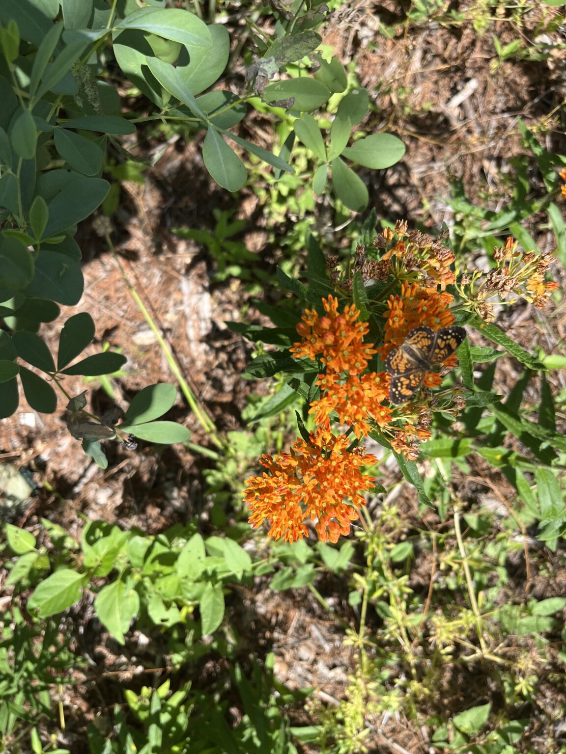 kansas native plants Archives - Dyck Arboretum