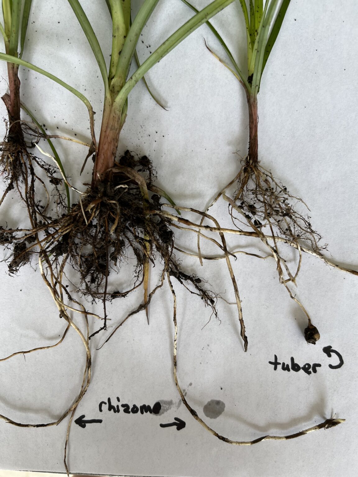 Do You Have Nutsedge? - Dyck Arboretum