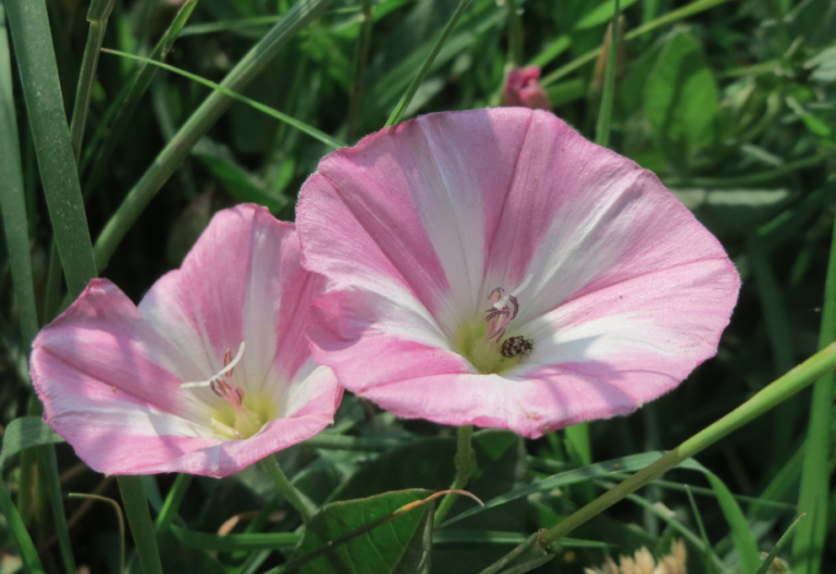 All About Bindweed - Dyck Arboretum
