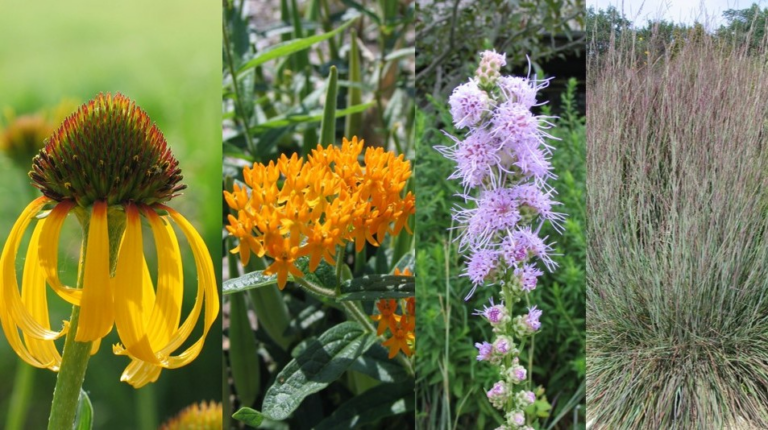 kansas native plants Archives - Dyck Arboretum