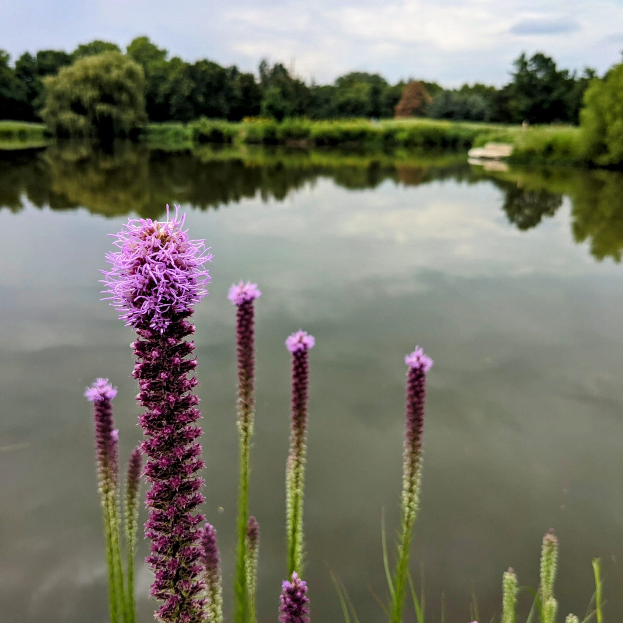 kansas native plants Archives - Dyck Arboretum