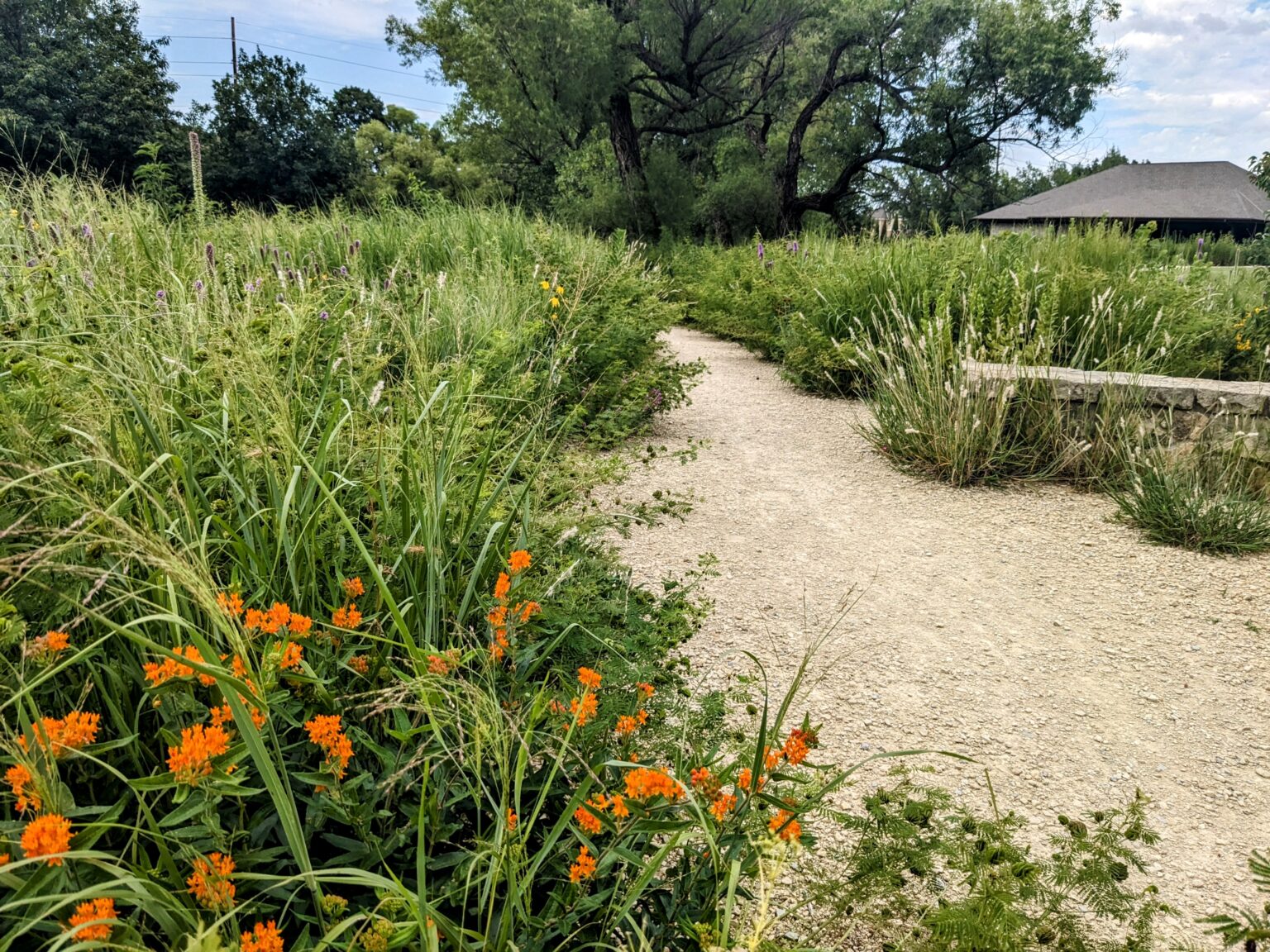kansas native plants Archives - Dyck Arboretum
