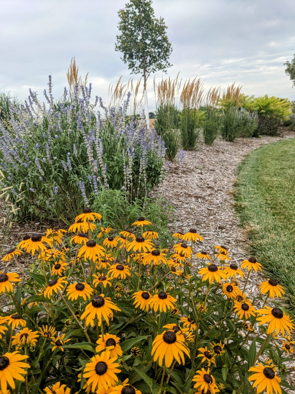 kansas native plants Archives - Dyck Arboretum