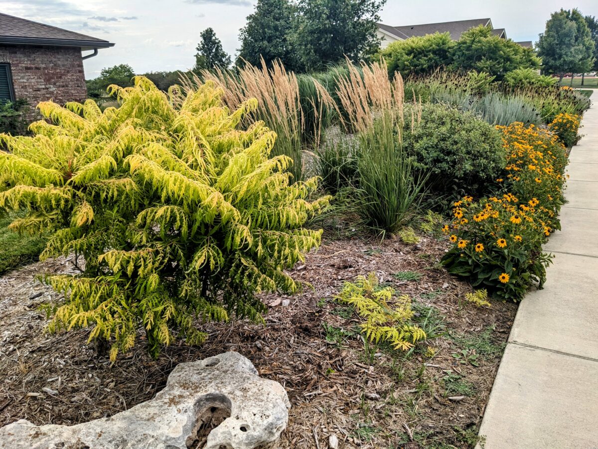 kansas native plants Archives - Dyck Arboretum