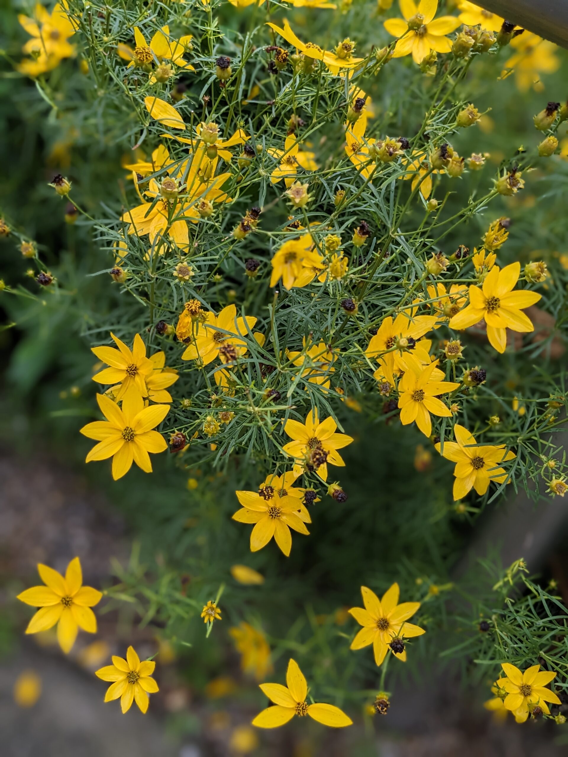 Garden Spotlight: Matrix Planting in Austria - Dyck Arboretum