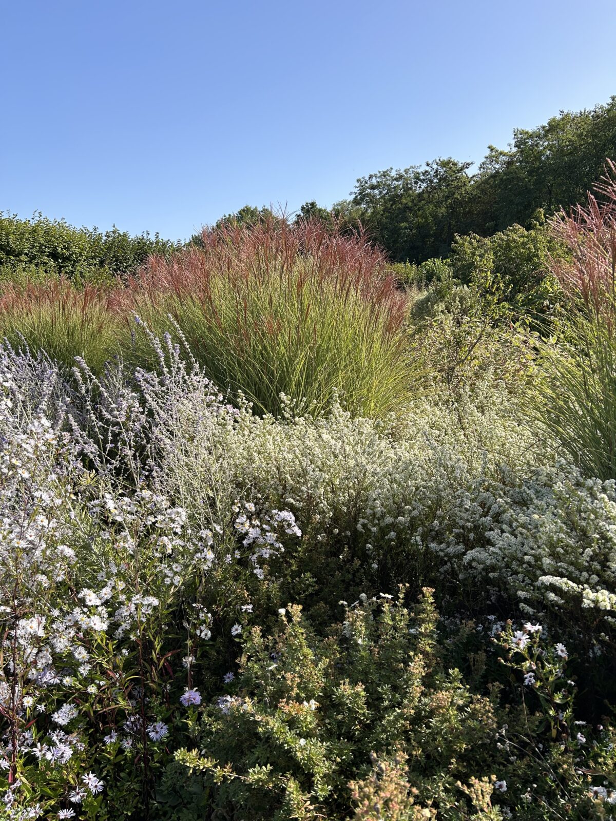 prairie gardening Archives - Dyck Arboretum