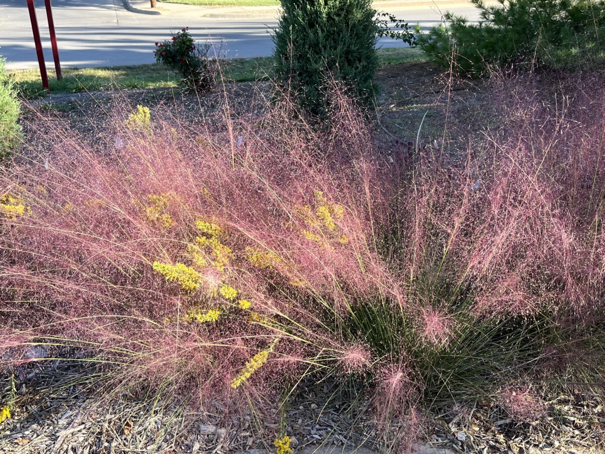 kansas native plants Archives - Dyck Arboretum