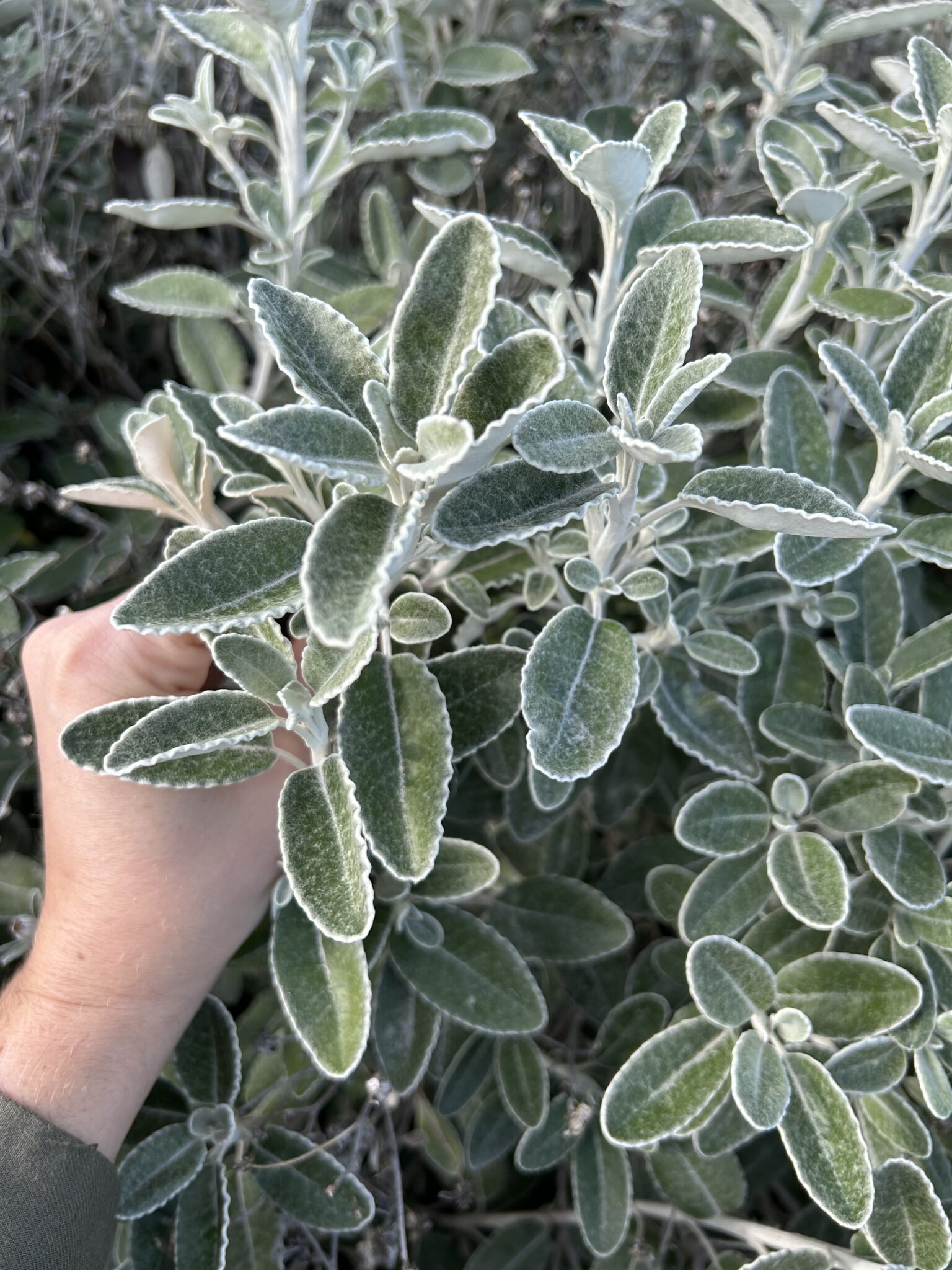 Top Plant Picks Archives - Dyck Arboretum