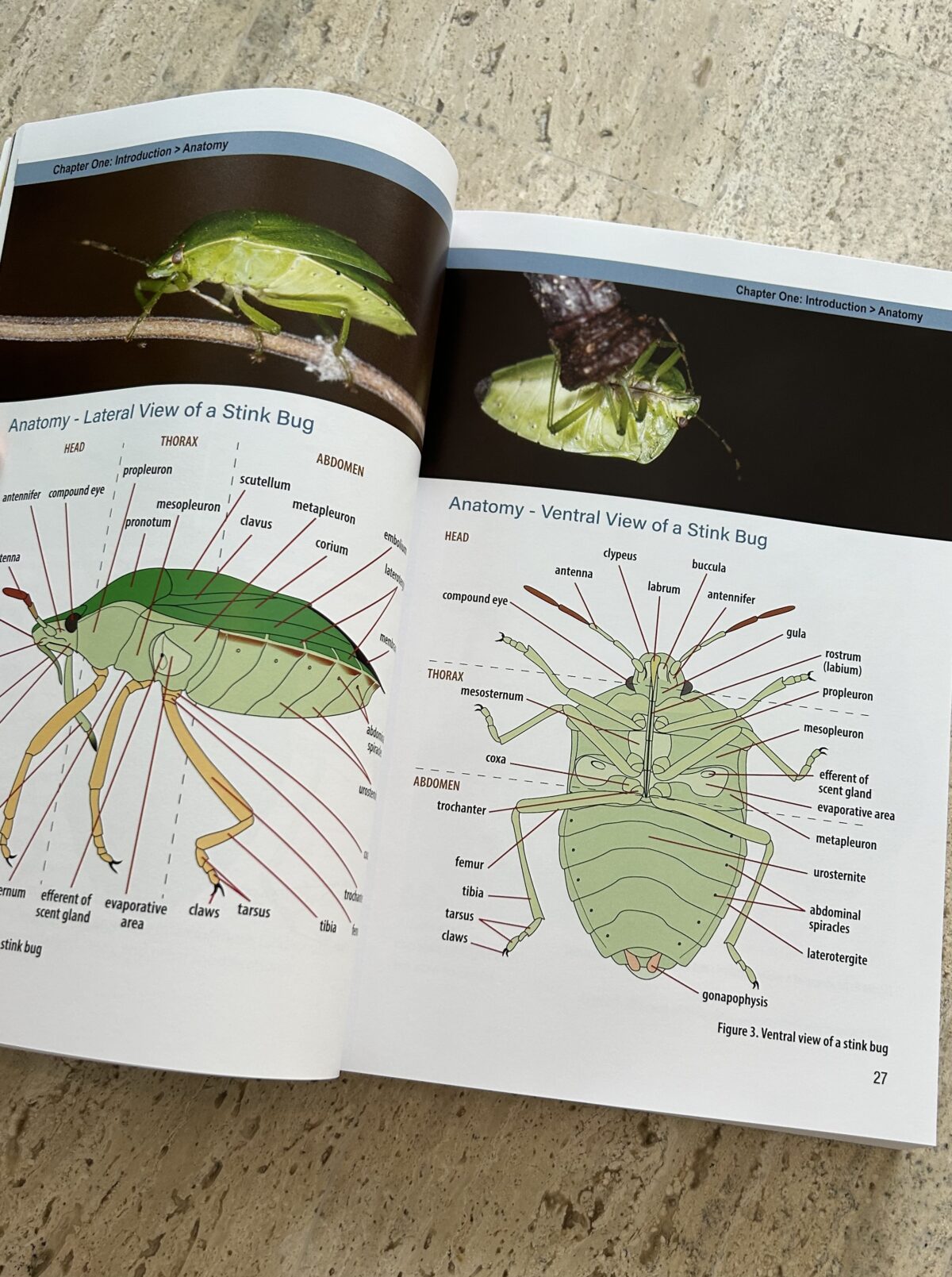 Insects Archives - Dyck Arboretum