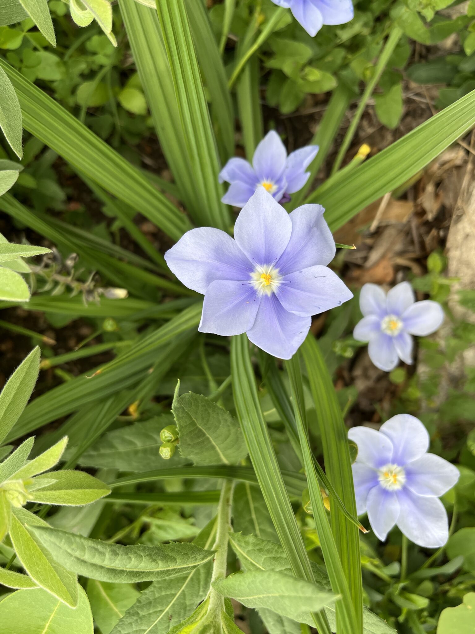 kansas native plants Archives - Dyck Arboretum