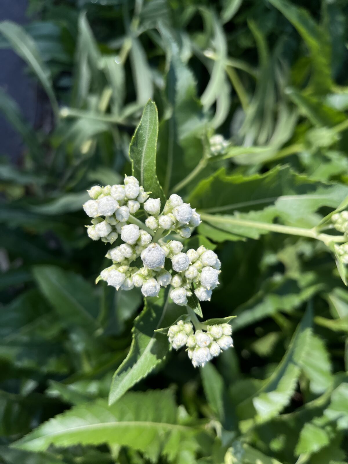 Top Plant Picks Archives - Dyck Arboretum