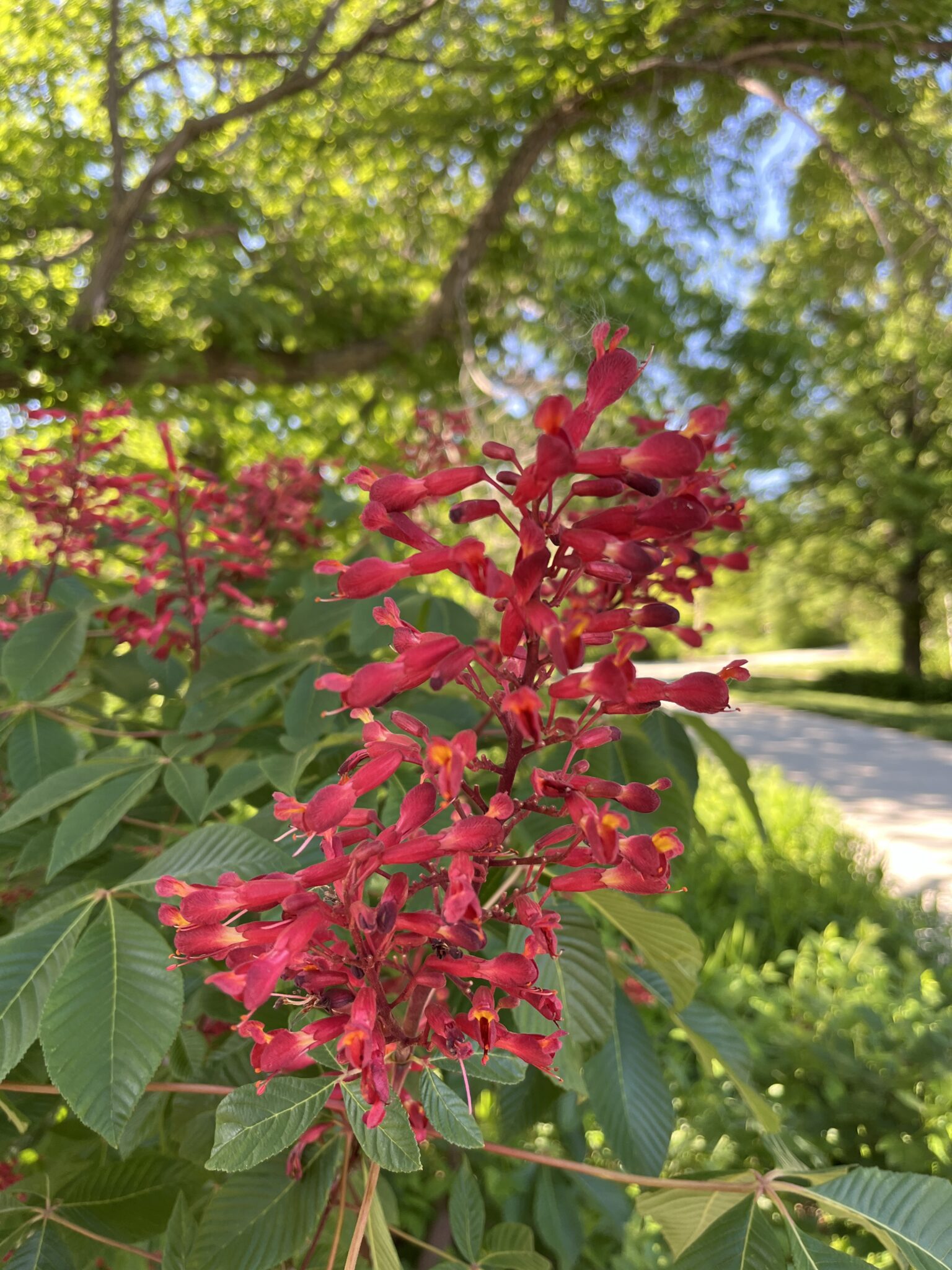 kansas native plants Archives - Dyck Arboretum