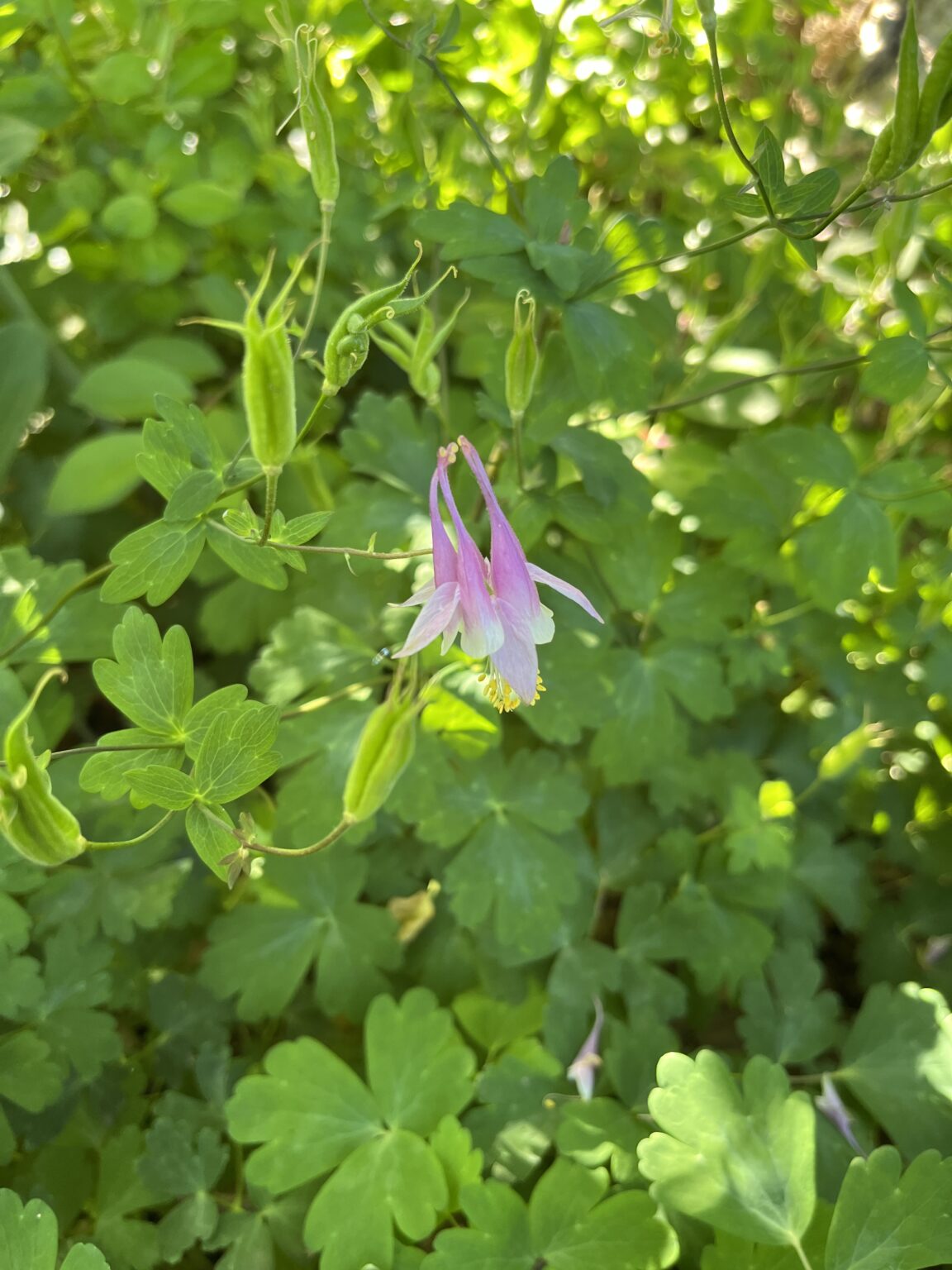 kansas native plants Archives - Dyck Arboretum