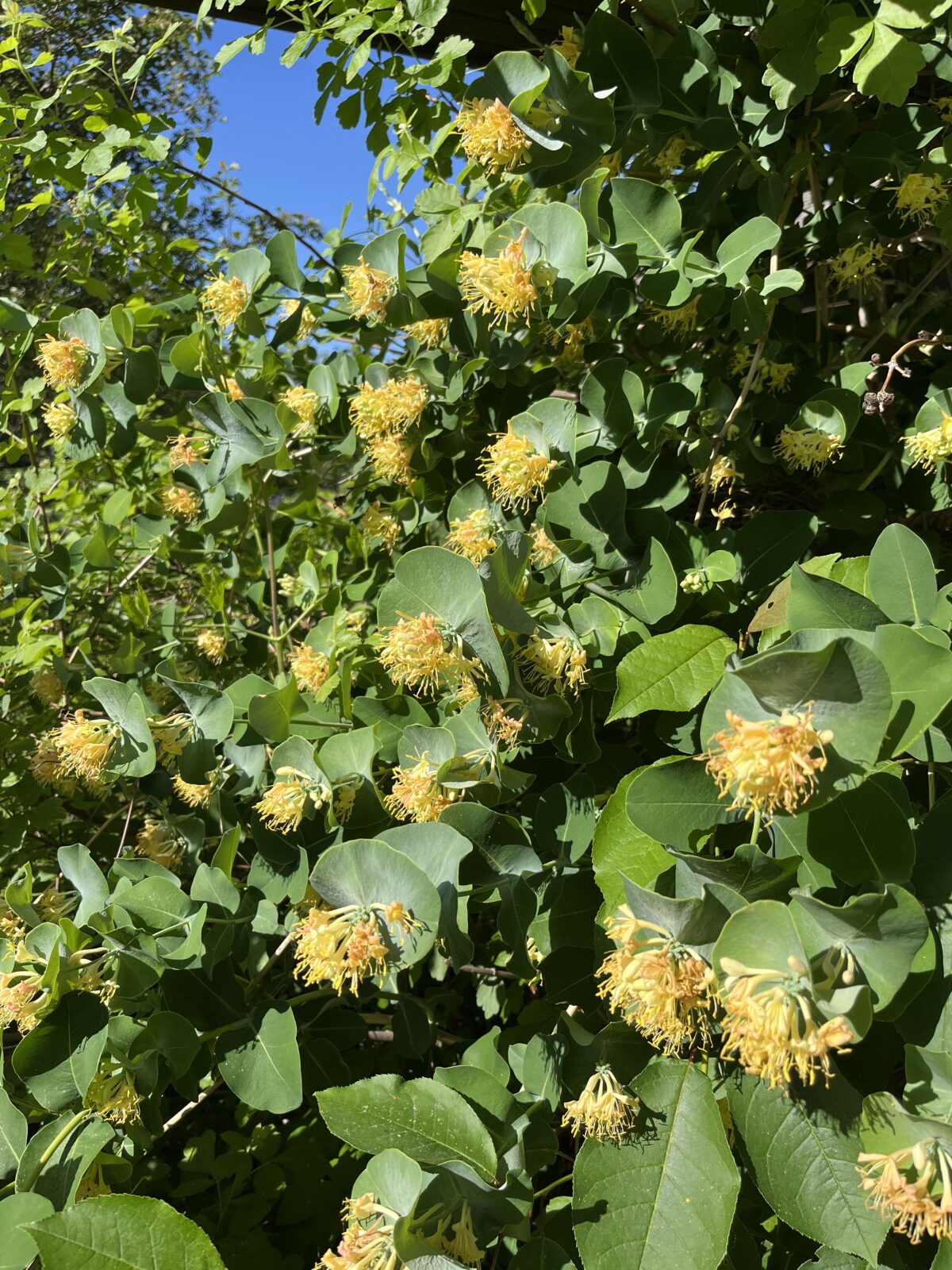 kansas native plants Archives - Dyck Arboretum