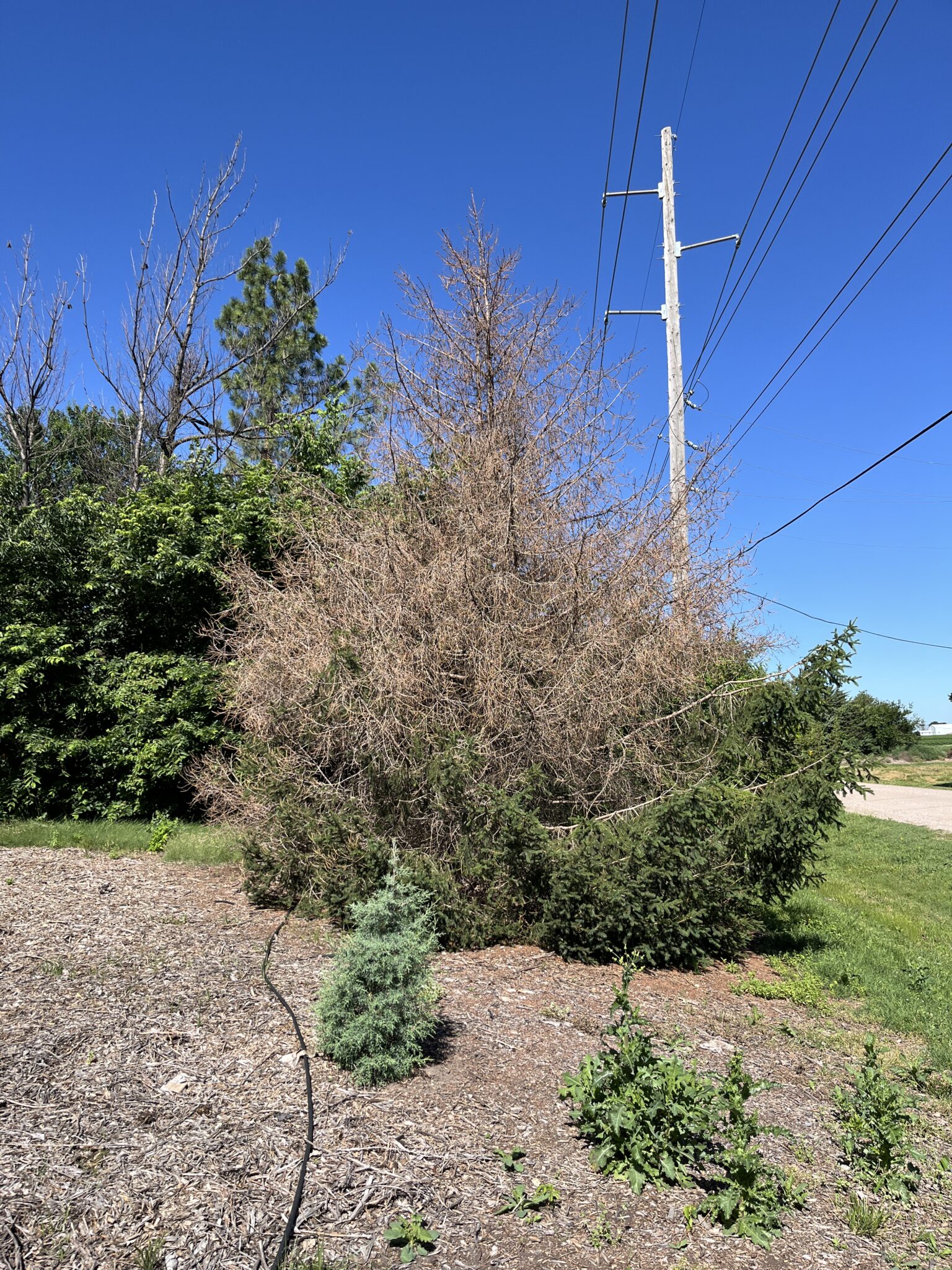 Prairie Gardening Archives - Dyck Arboretum