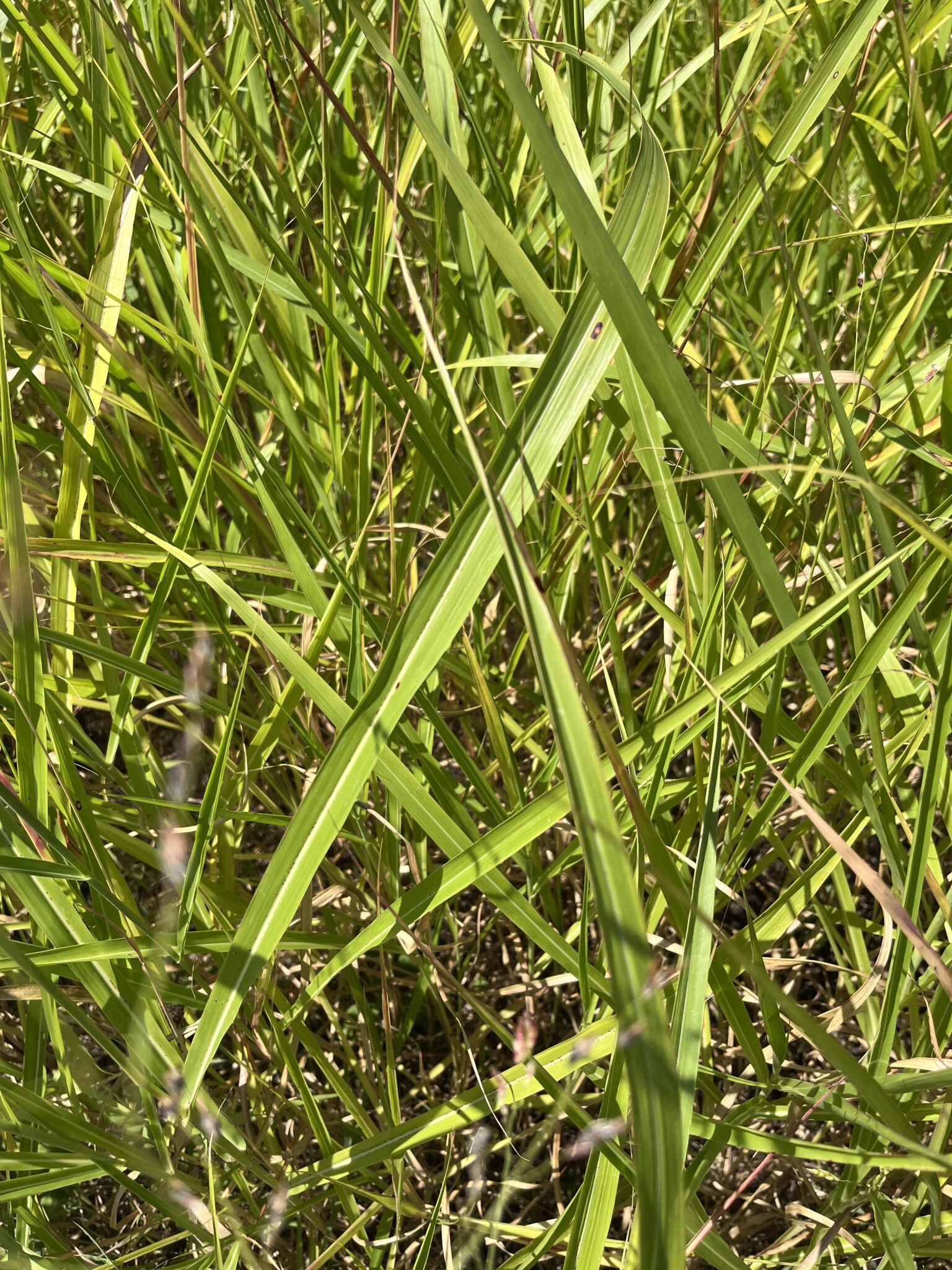 kansas native plants Archives - Dyck Arboretum