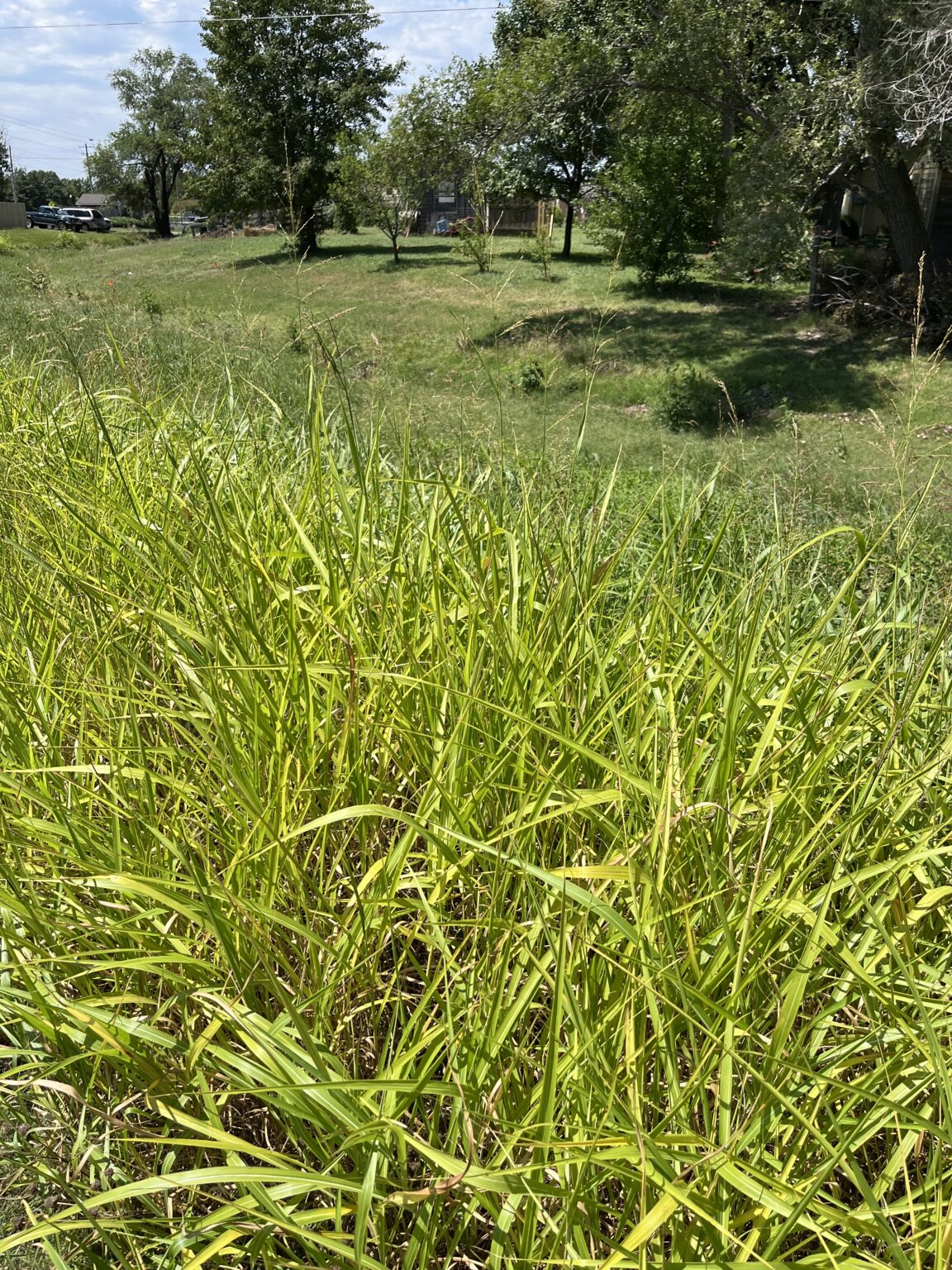 kansas native plants Archives - Dyck Arboretum