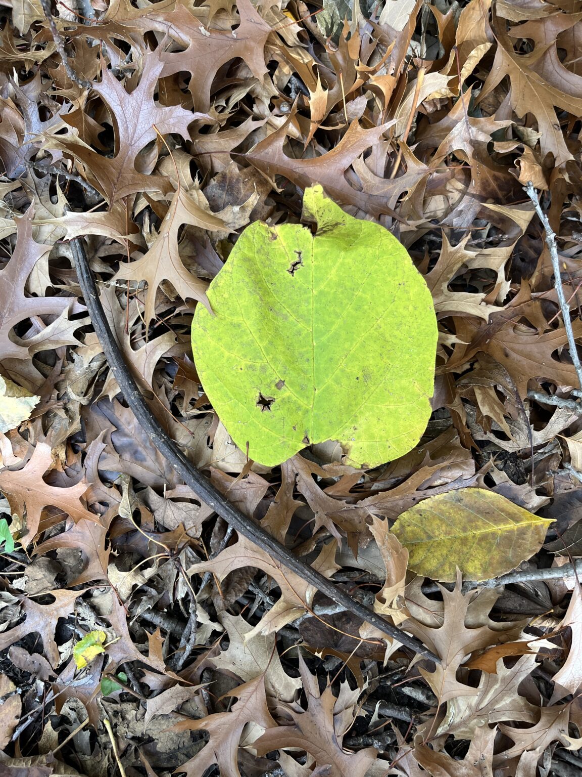 Top Plant Picks Archives - Dyck Arboretum