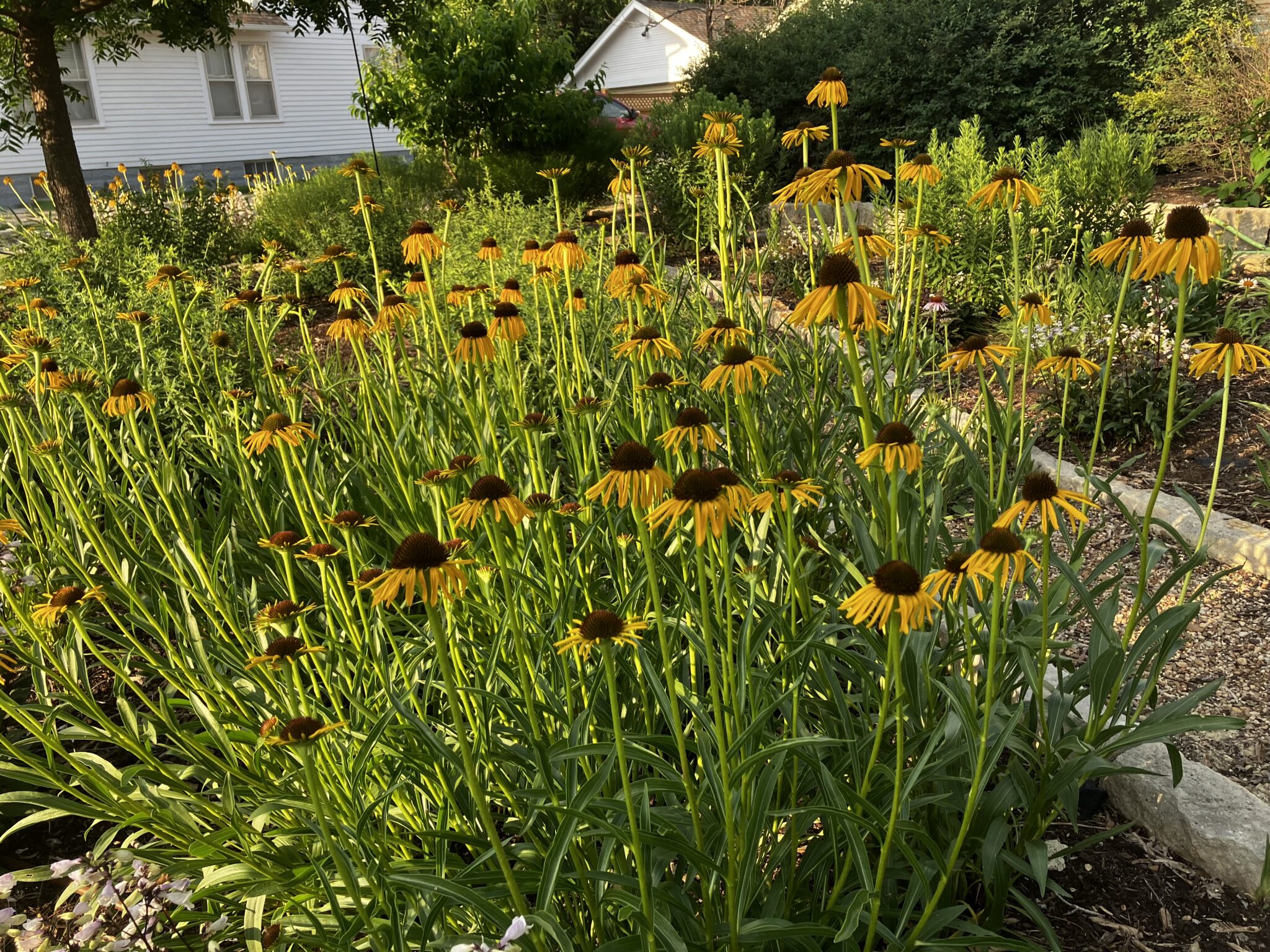 Native Landscaping Archives - Dyck Arboretum